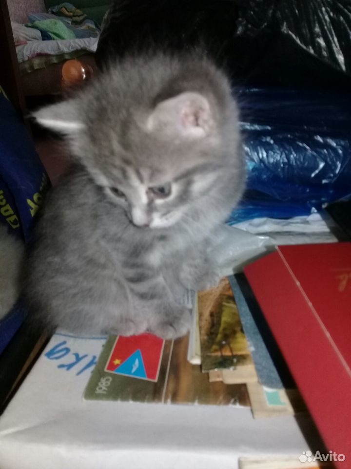 Продам котёнка