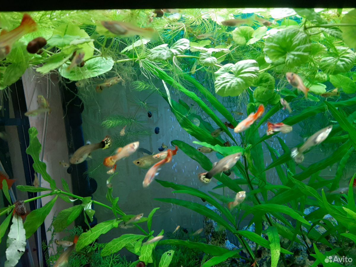 Гуппи обыкновенные