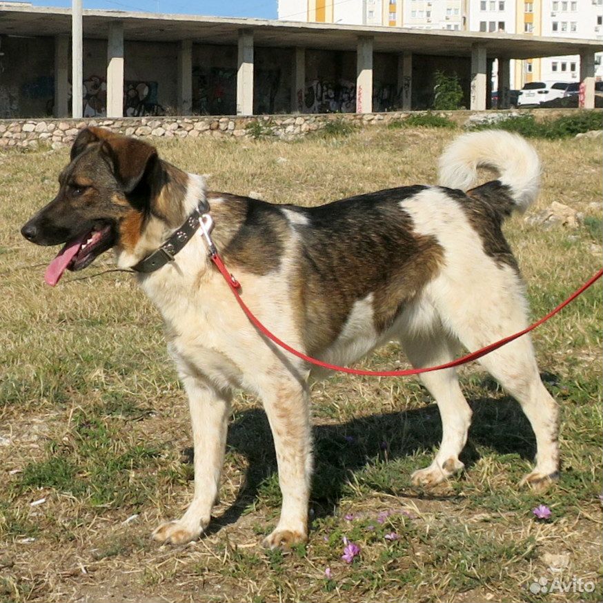 Собака охраняка