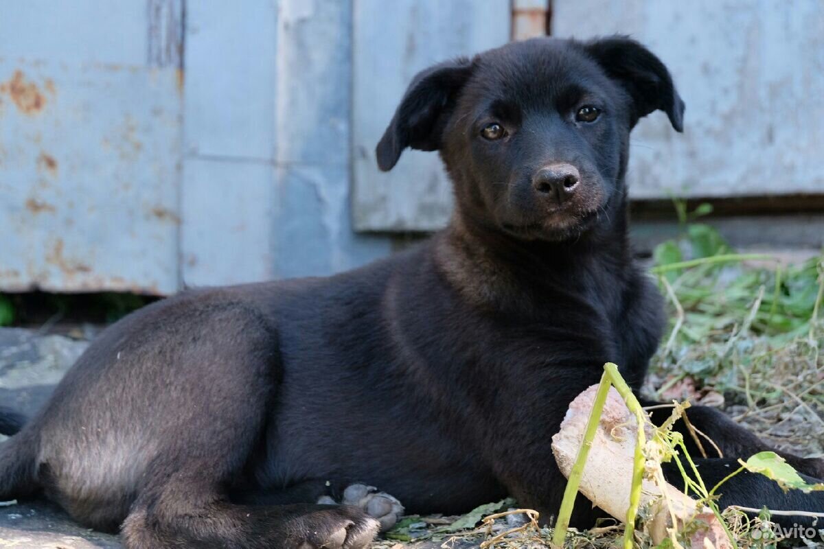 Я так жду хозяина