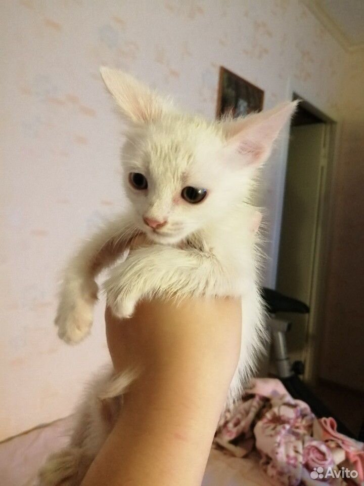 Кошка Као Мани