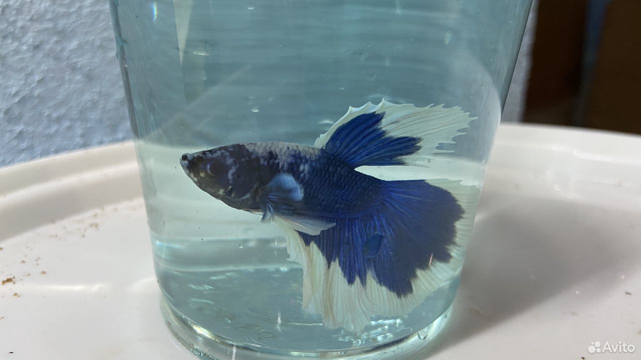 Петушок супердельта снежный принц