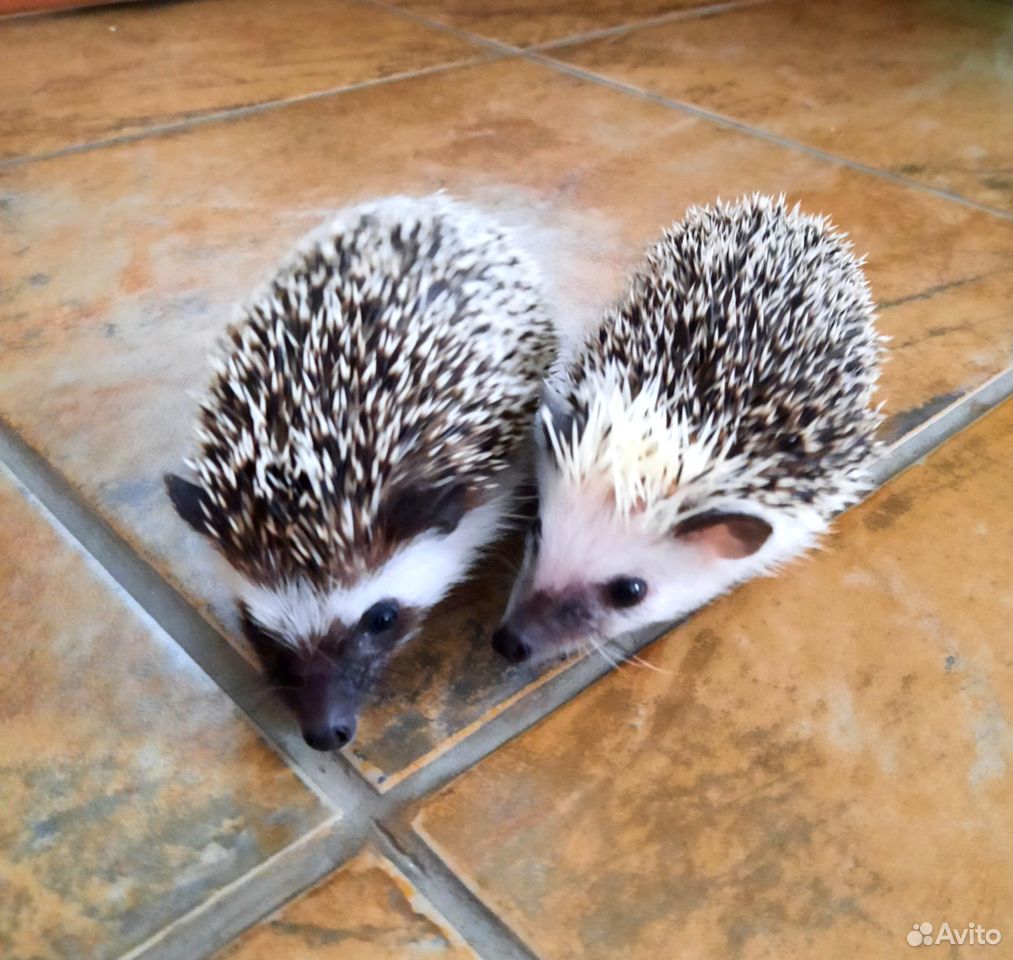 Продам африканских карликовых ежат