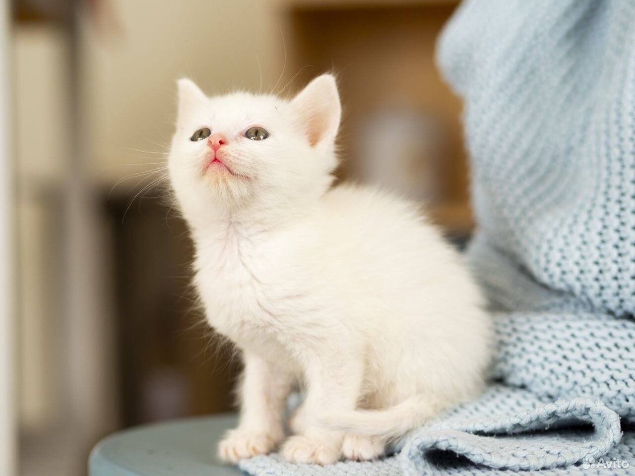 Котенок Беляшик