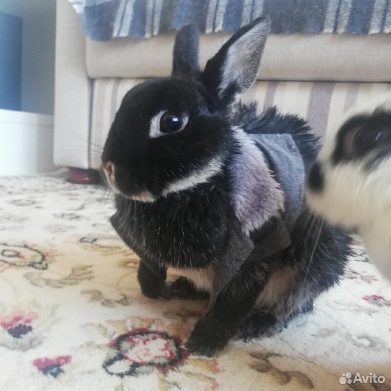 Кролик декаративный