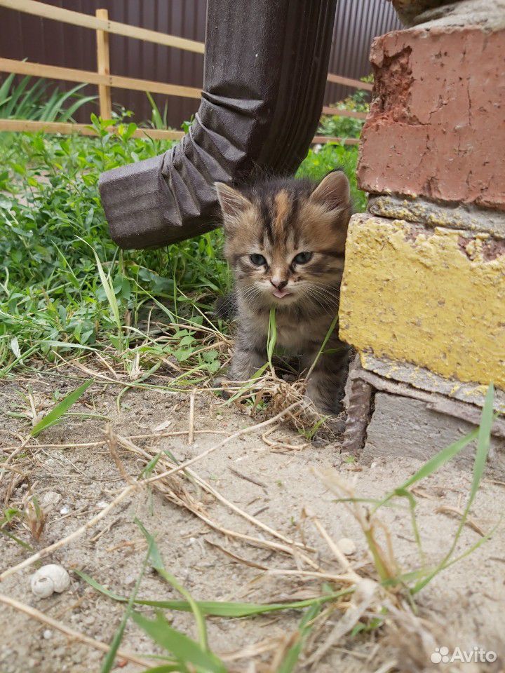 Котята котятки милые девчули