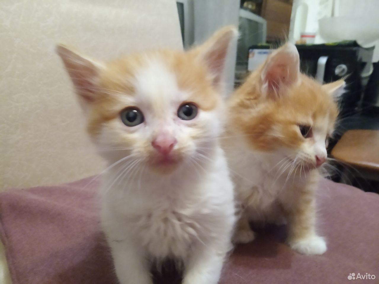 Котята Лучшие друзья для лучшего дома