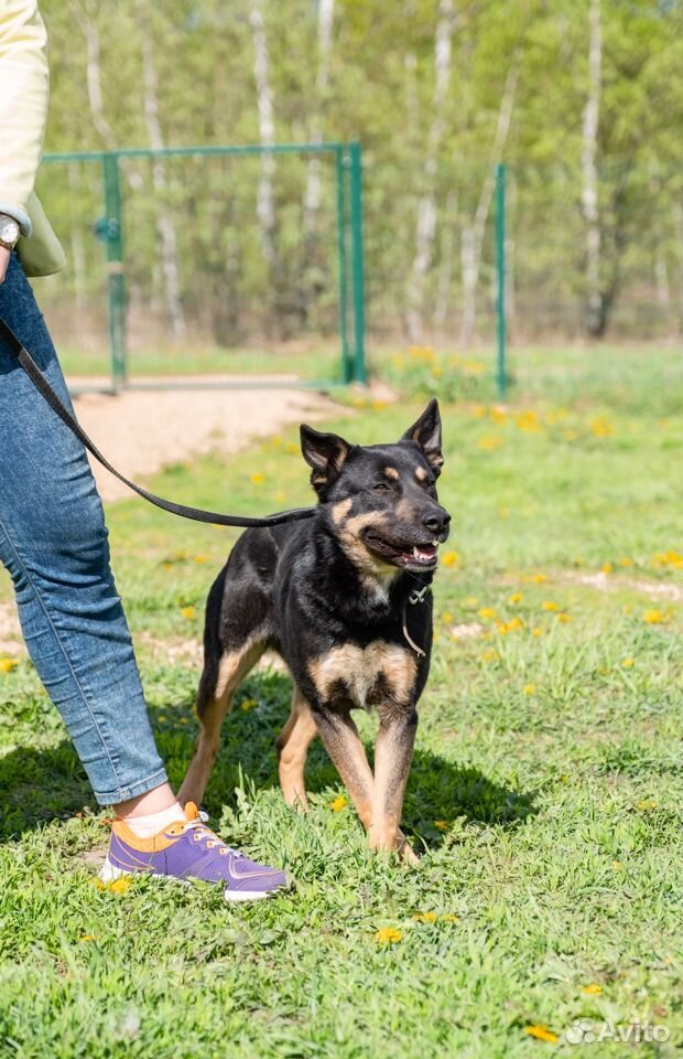 Потрясающая собака в добрые руки