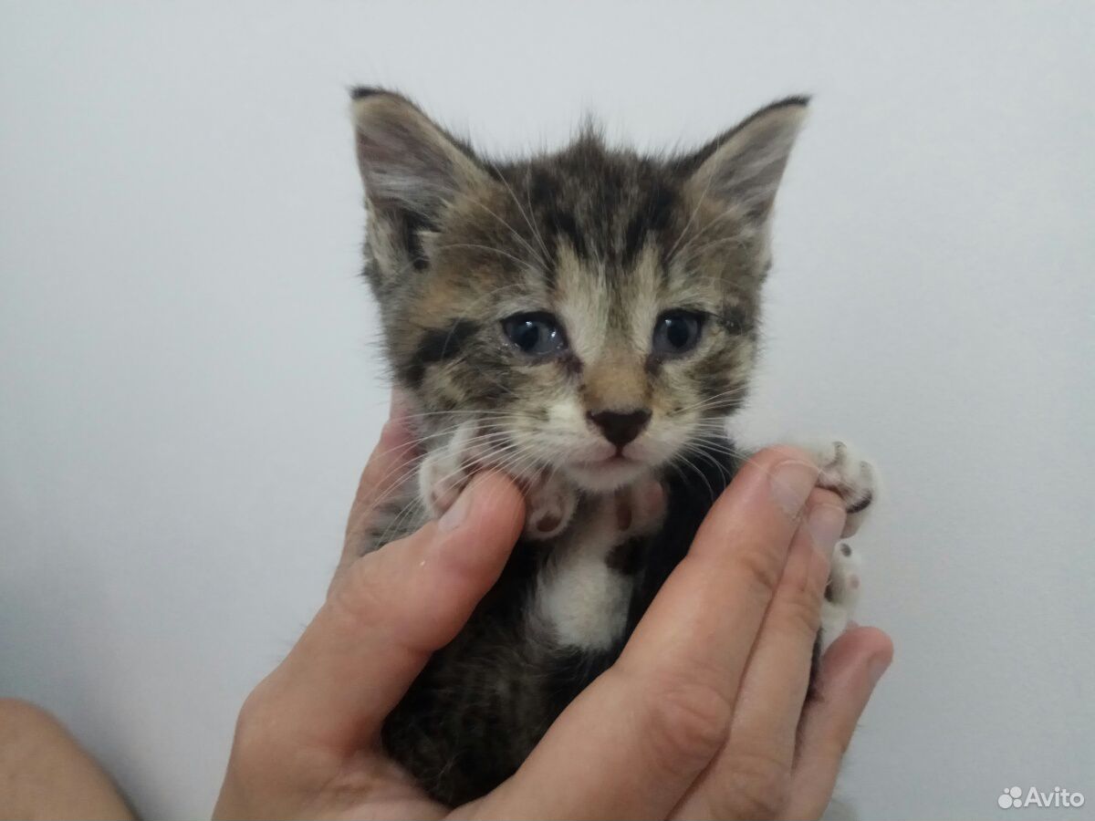 Котик 1,5 месяца бесплатно отдается