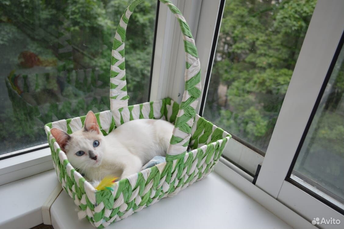 Котенок с голубыми глазами в дар