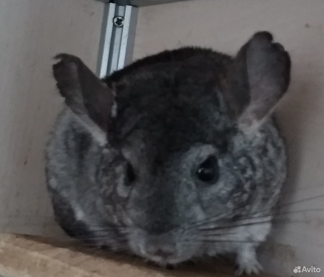 Шиншилленок.девочка.3мес
