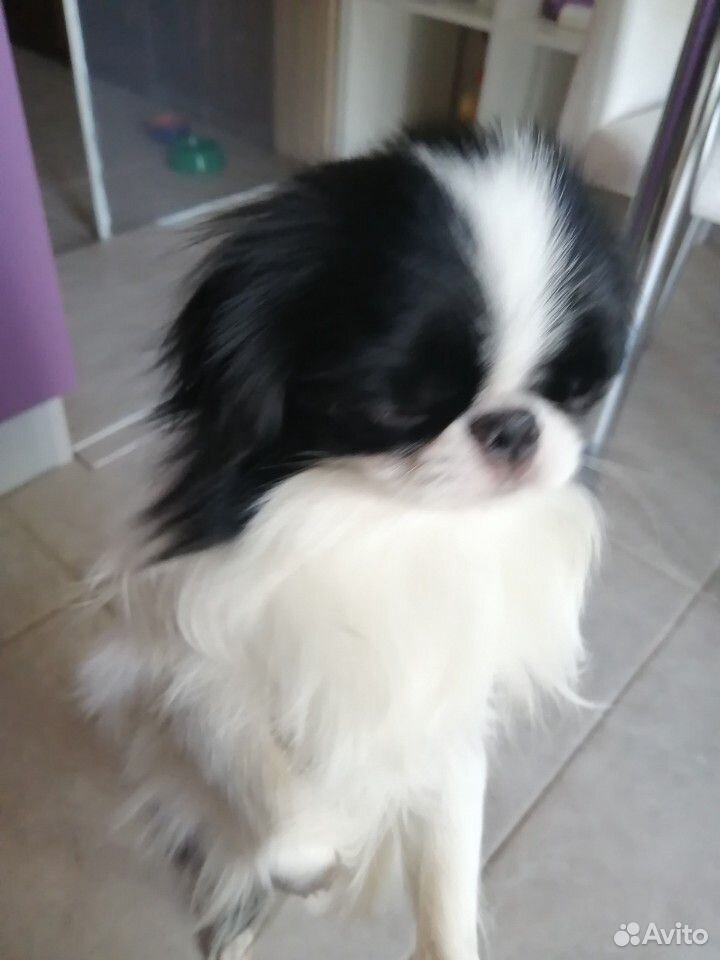 Японский хин