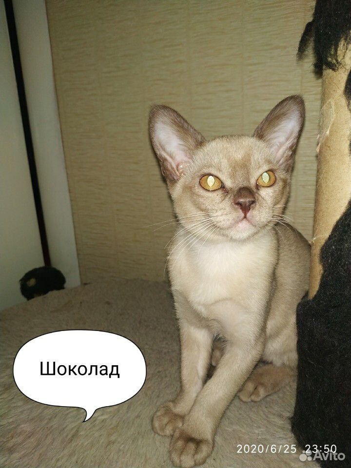 Бурманская