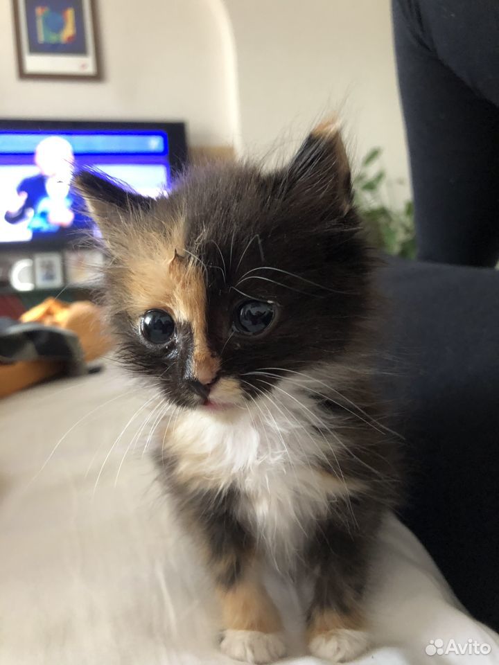 Котёнок- девочка Приучила к пеленке,полностью здор