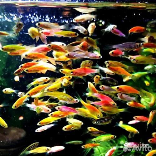 Ампулярии 3 шт бесплатно и данио 8-9 штук