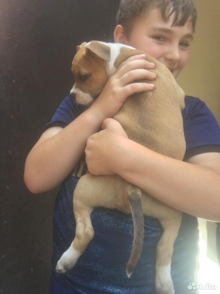 Продаётся щенок стаффора