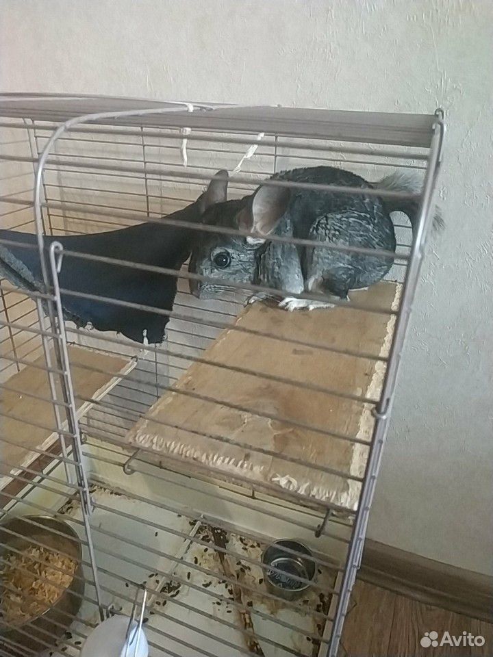 Шиншилла