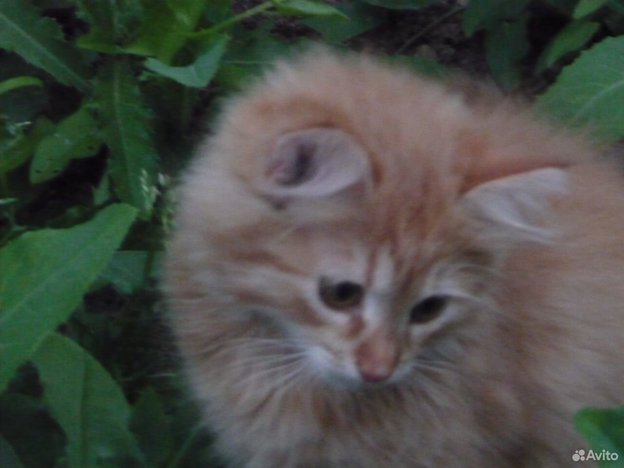 Отдам в хорошие руки котят бесплатно
