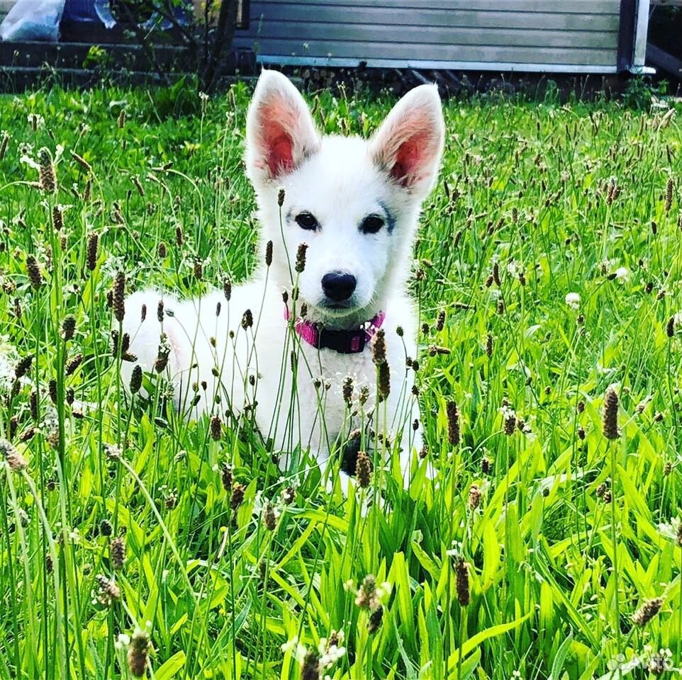 Щенок в добрые руки