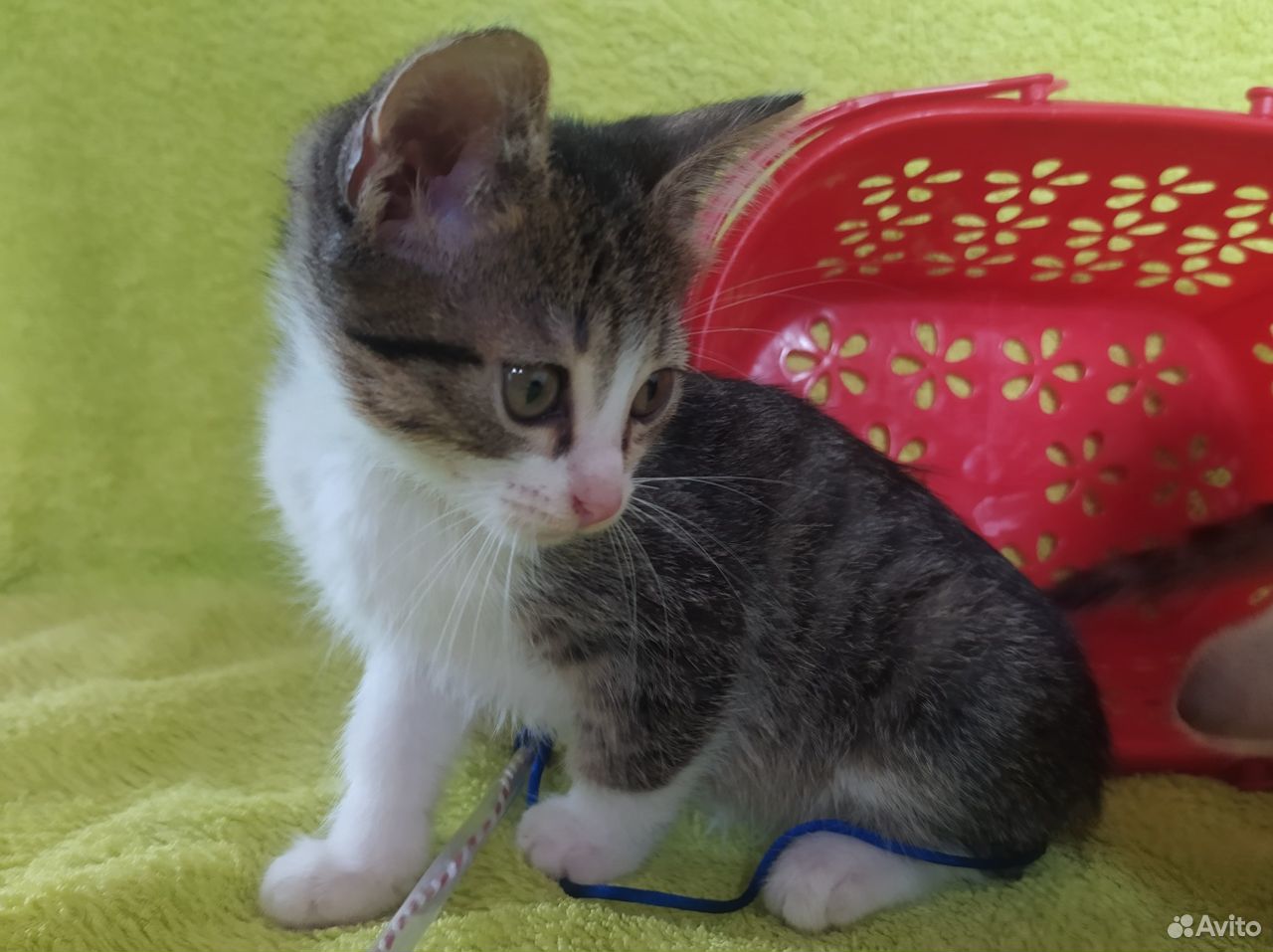 Котенок Тоша в добрые руки