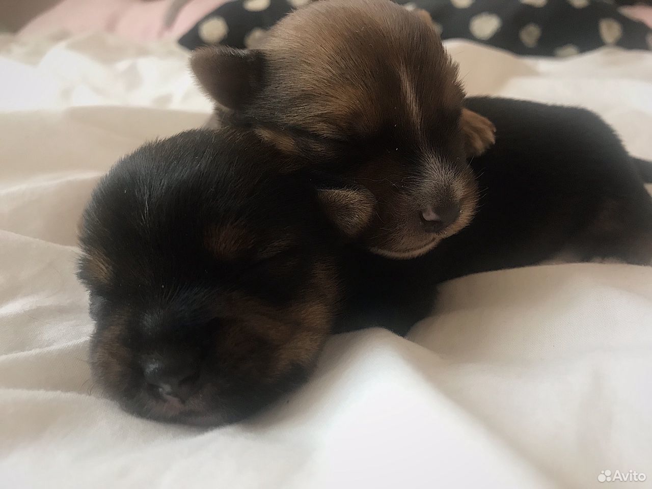 Йоркский-терьер