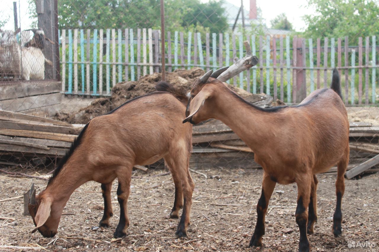 Процентные козочки