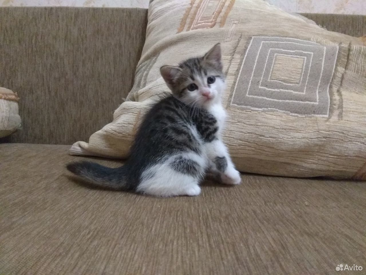 Отдам двух котят (сибирские метисы)
