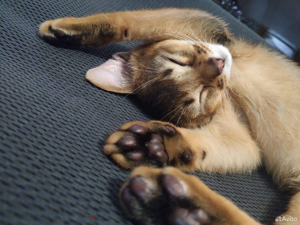 Котенок Абиссинец