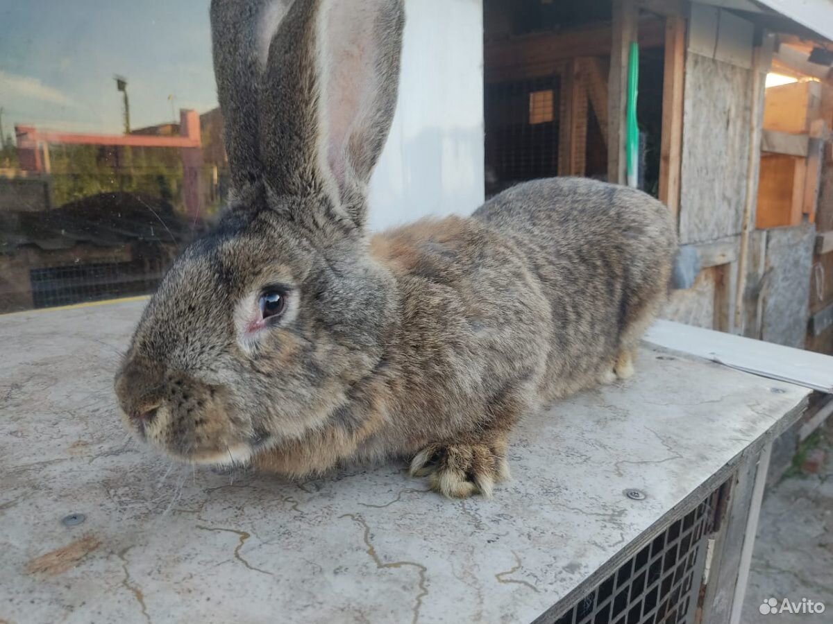 Продаются фландеры