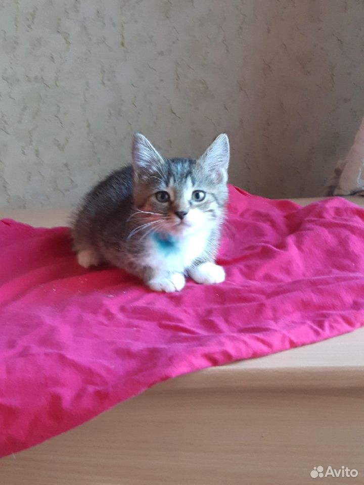 Кошечка Лися ищет любящий дом