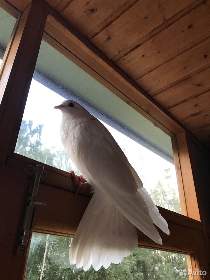 Белый голубь окольцованный