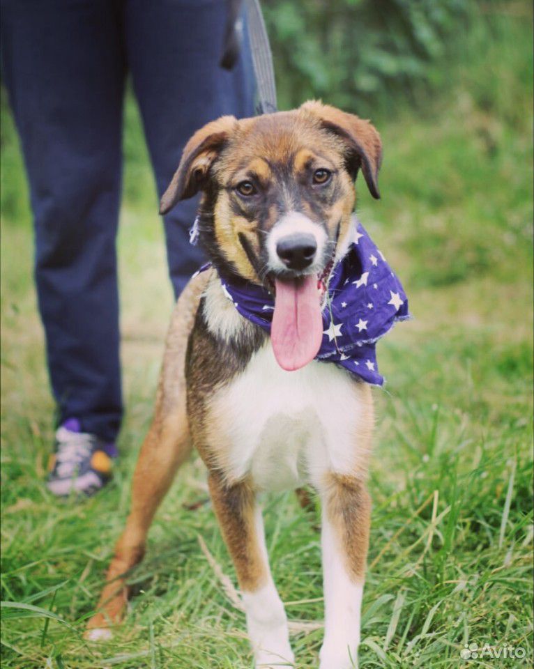 Щенок Сема 6,5 мес в добрые руки