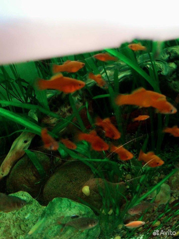 Рыба меченосец