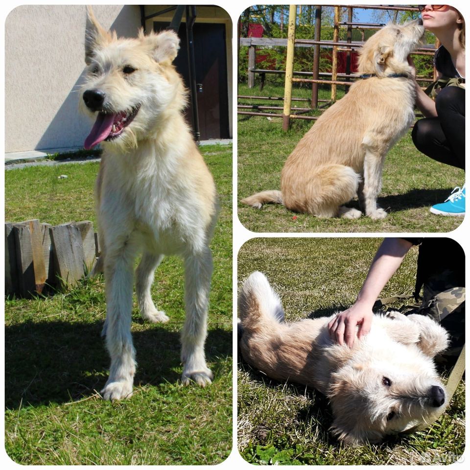 Собака Эльза ищет дом