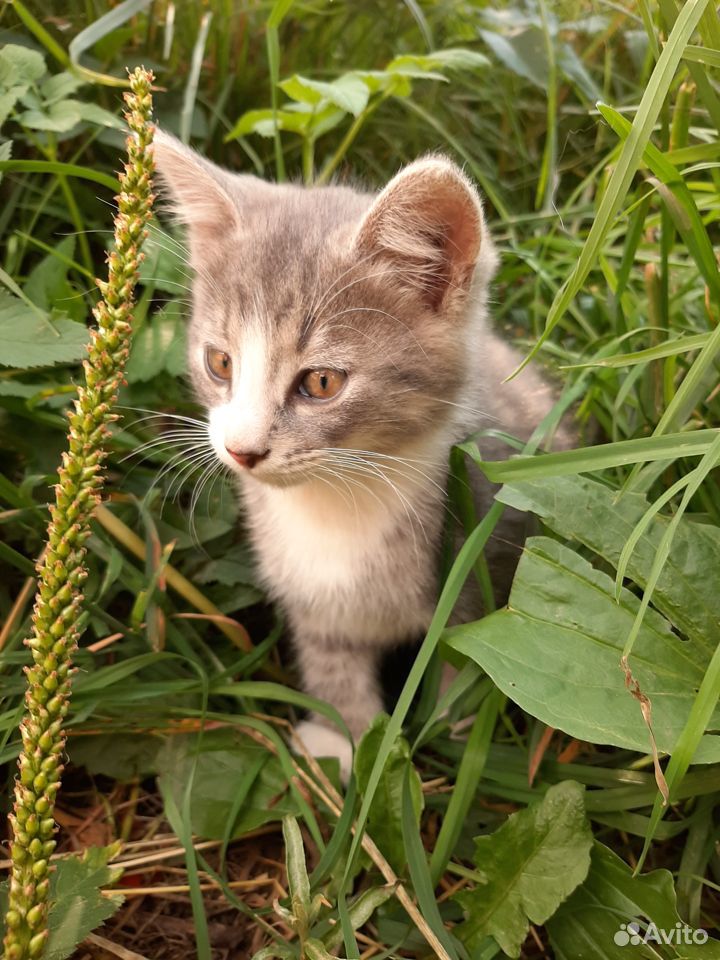 Котенок девочка метис