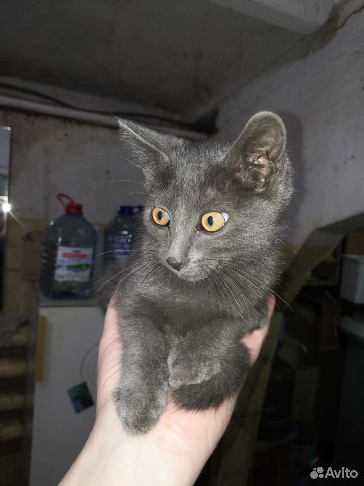 Котенок - в добрые ручки