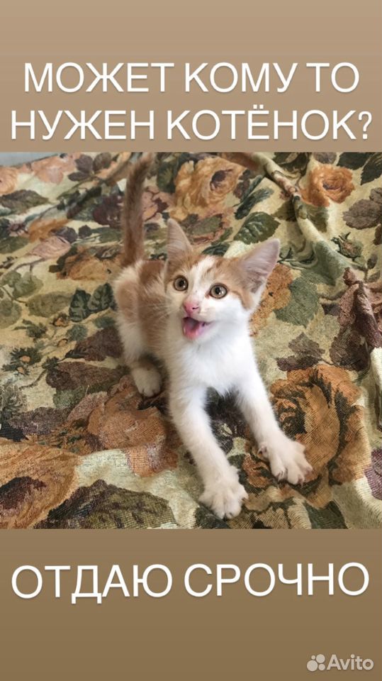 Отдам котёнка в добрые руки
