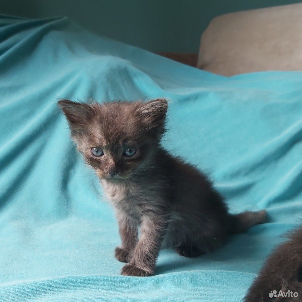 Котята ласковые пушистики