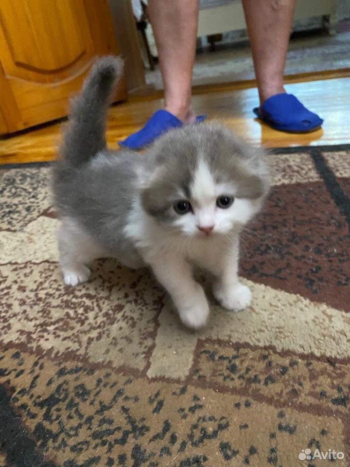 Котёнок красотка