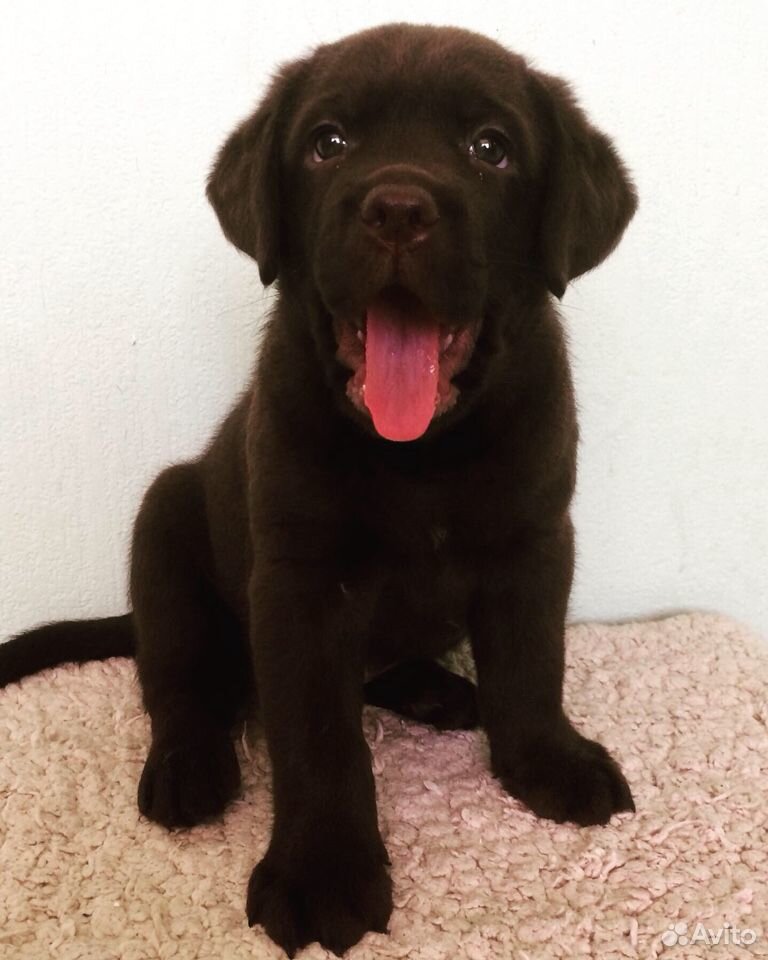 Малышка шоколадка