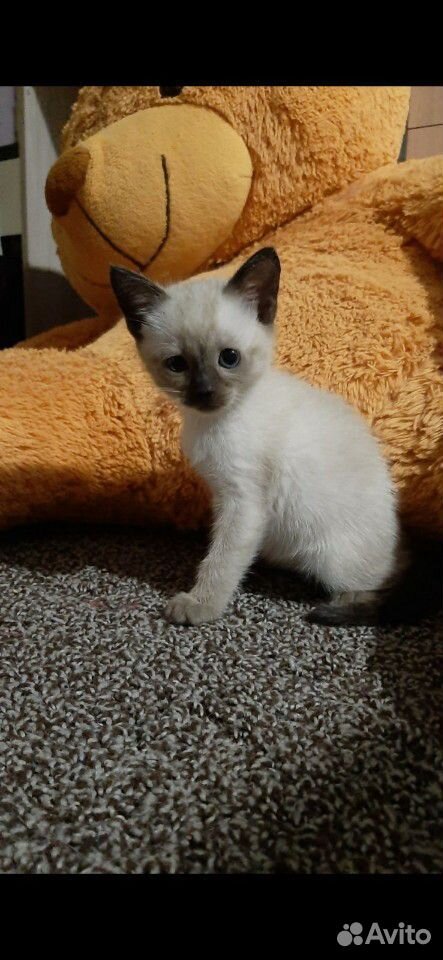 Котенок в добрые руки