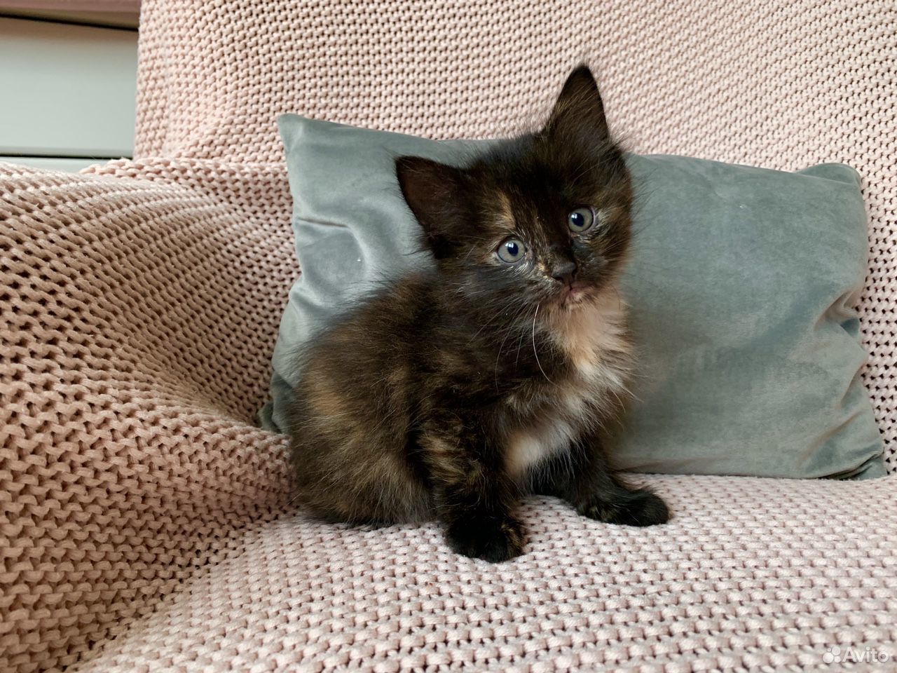 Котёнок Мотя девочка, 1,5 мес
