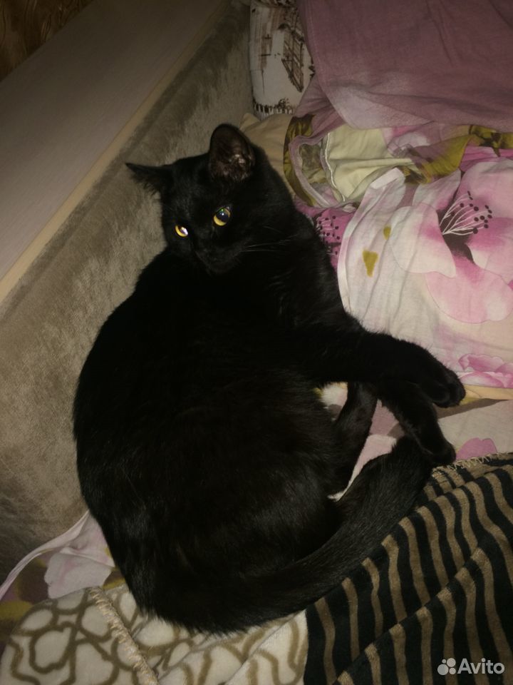 Взрослый 2х годовалый кот