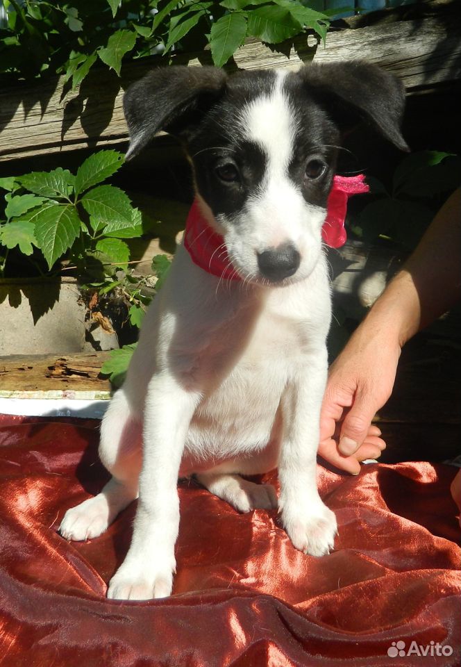 Щеночку Лиззи нужен хозяин