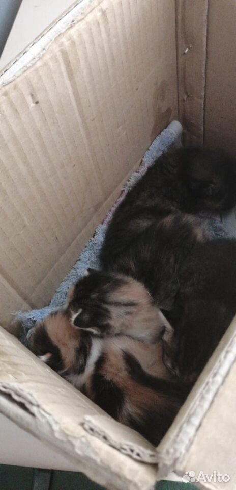 Продаю котят :2 черных И 1 черно-рыжий. каждуй по