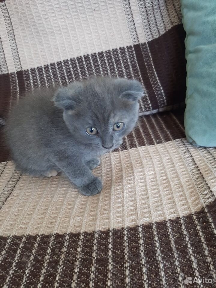 Котята вислоухие