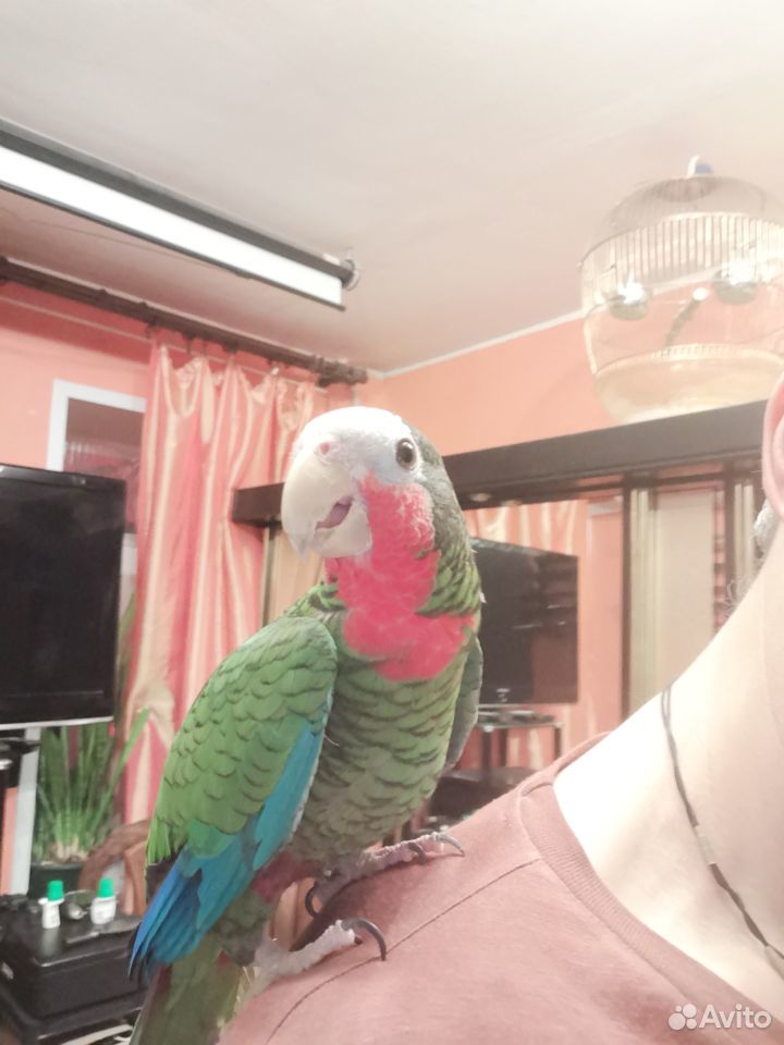 Амазон Говорящий