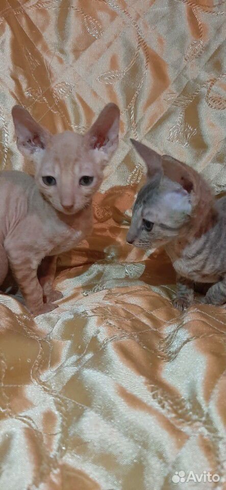 Корниш Рекс