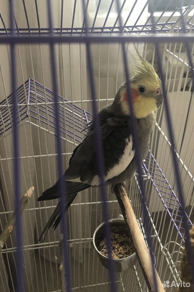 Попугай Корелла Гоша