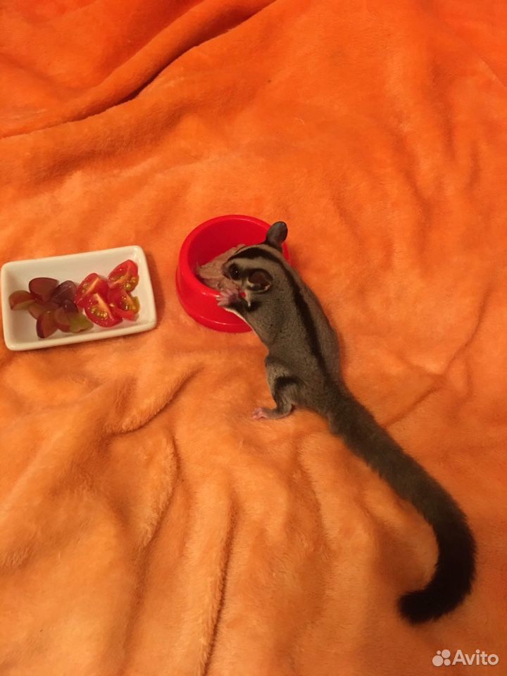 Белка летяга